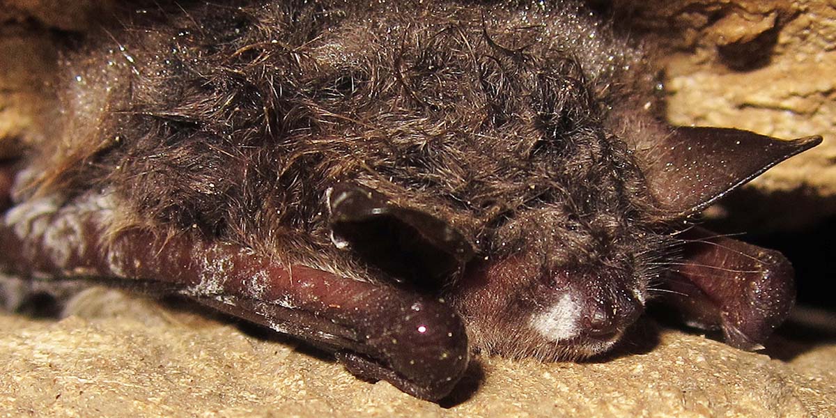 NRECA Readies for Impact of Potential Endangered Bat Listing