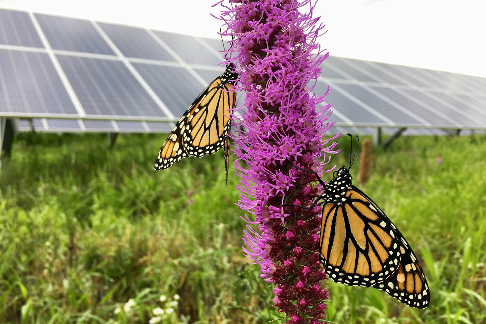 The Butterfly Effect